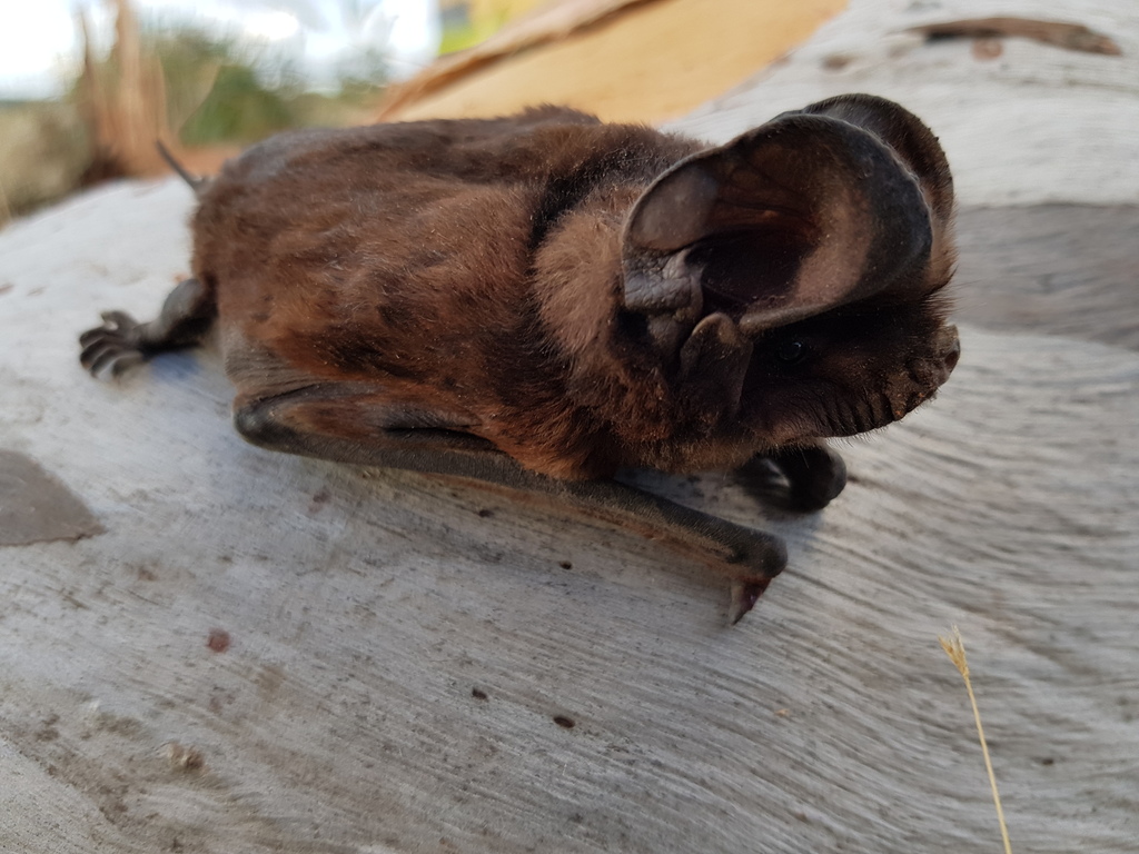 White-striped Free-tailed Bat (Austronomus australis) - Know Your Mammals
