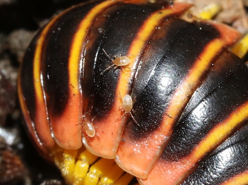 Genus Stylochyrus · iNaturalist