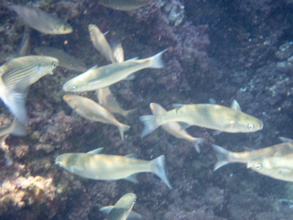 Boxlip Mullet from Dubovica Beach on September 07, 2021 at 11:24 AM by ...