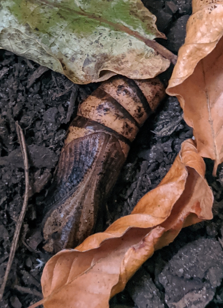 Elephant Hawkmoth from 82319 Starnberg, Německo on December 7, 2021 at ...