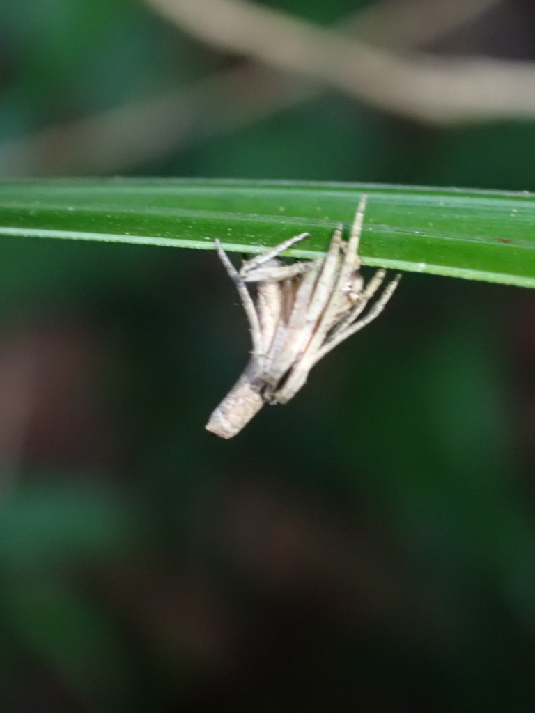 Twig Spiders from Little Hawaii Trail, HK on November 06, 2021 at 05:18 ...