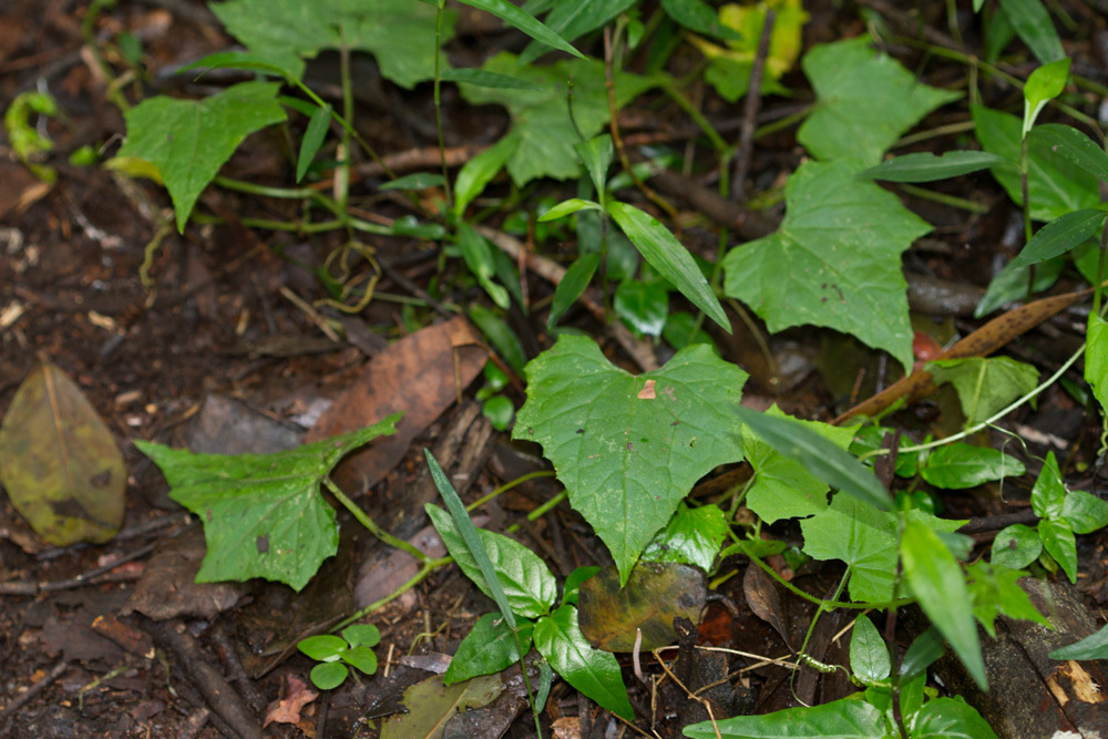 Mawhai from Ravensbourne QLD 4352, Australia on November 27, 2021 at 09 ...