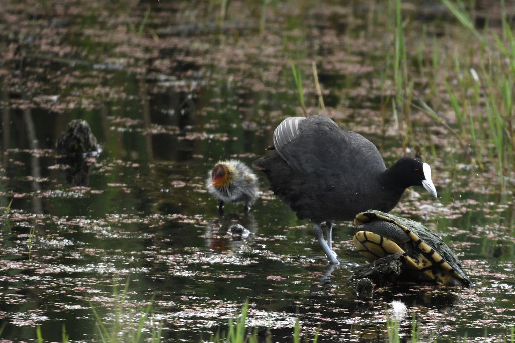 Australasian Coot from Canberra Central, ACT, Australia on December 03 ...