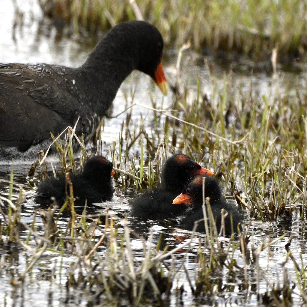 Dusky Moorhen from Canberra Central, ACT, Australia on November 30 ...