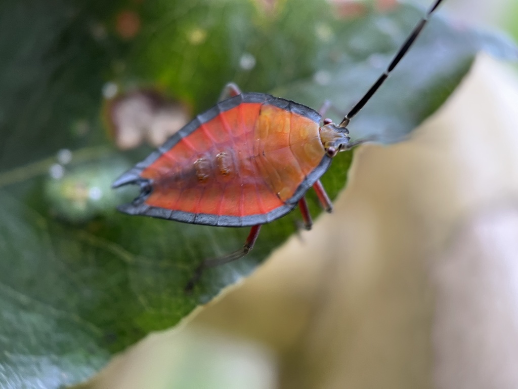 Lychee Stink Bug from Smith Street, Manly, NSW, AU on December 6, 2021 ...