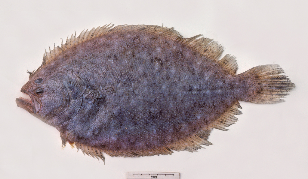 Largetooth Flounder (Pseudorhombus arsius) - Marine Life Identification
