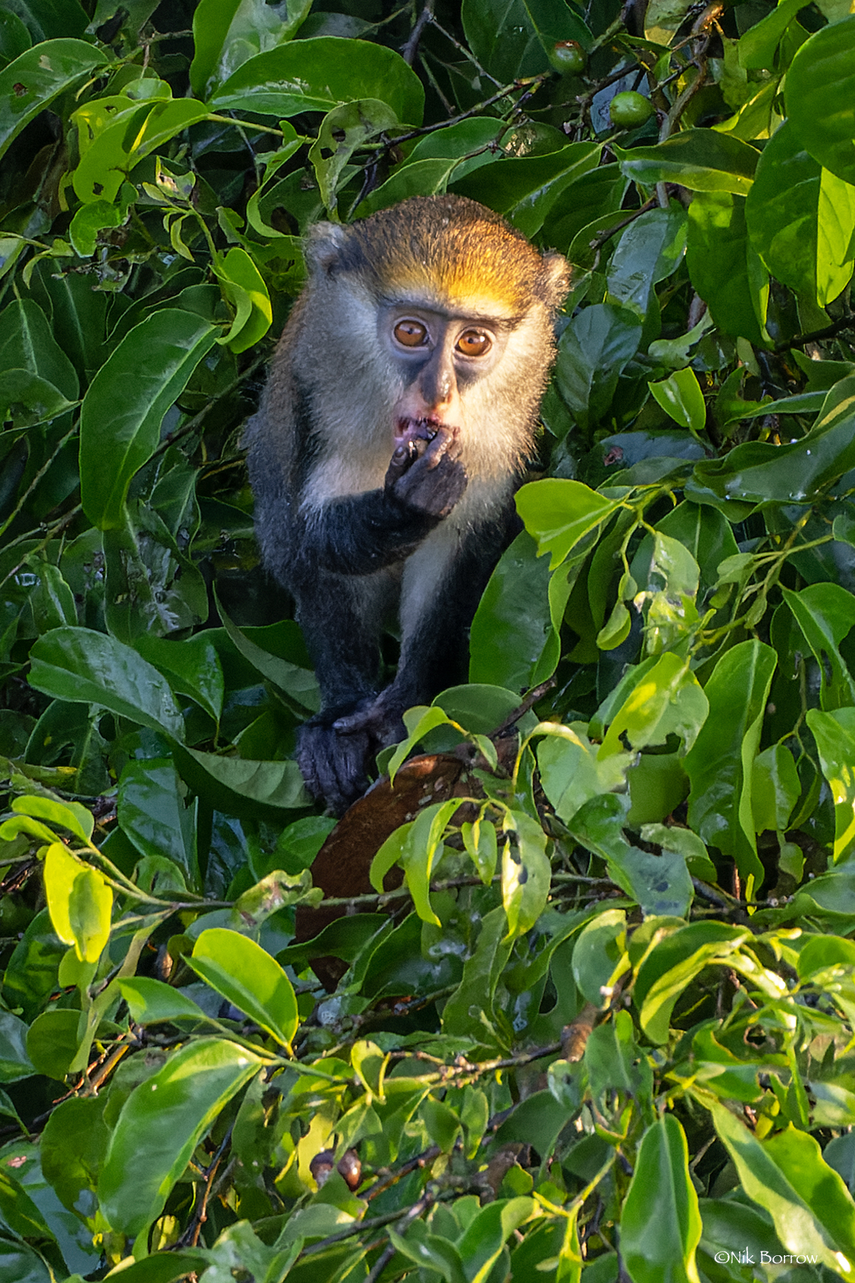 Cercopithecus lowei Thomas, 1923