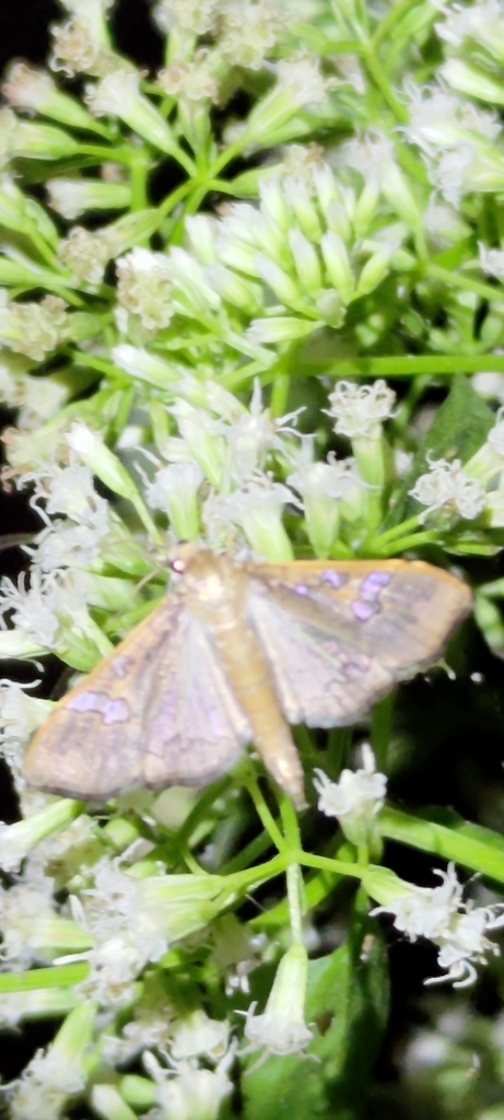 Mung Bean Moth from Yulin, TW-TA, TW on December 7, 2021 at 07:00 PM by ...