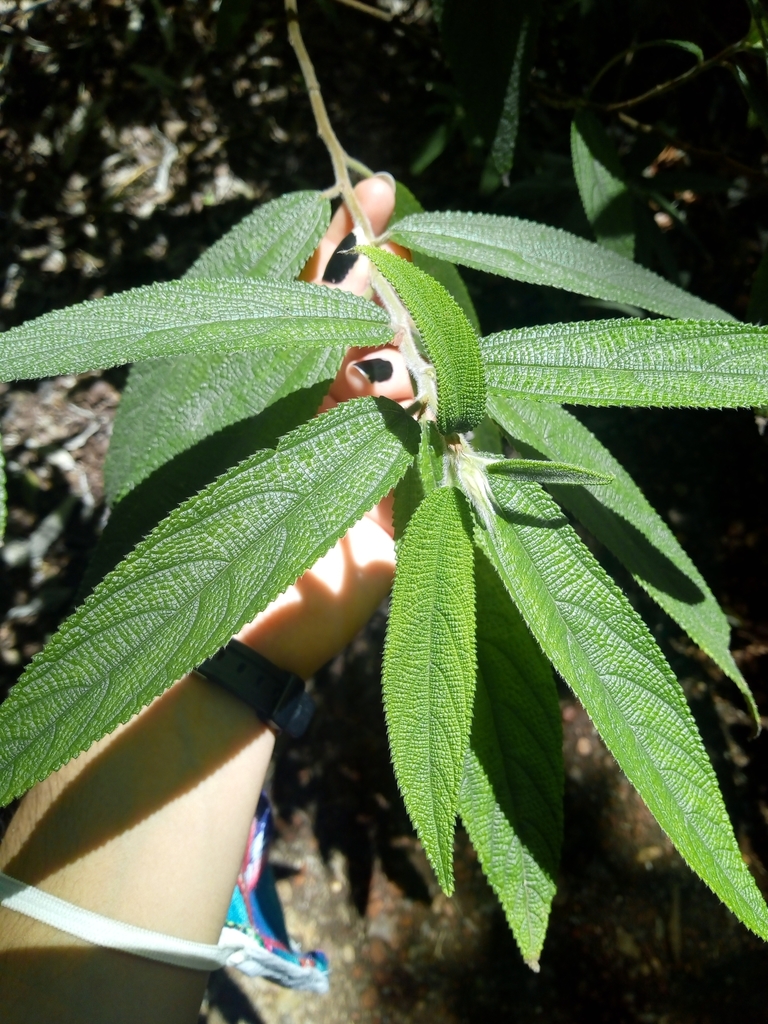 orange wild rhea from Jardín Botánico Carlos Thays on November 30, 2021 ...