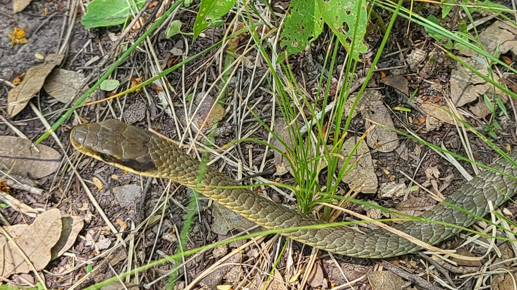 Chaco Sipo Snake from Vera Department, Santa Fe Province, Argentina on ...