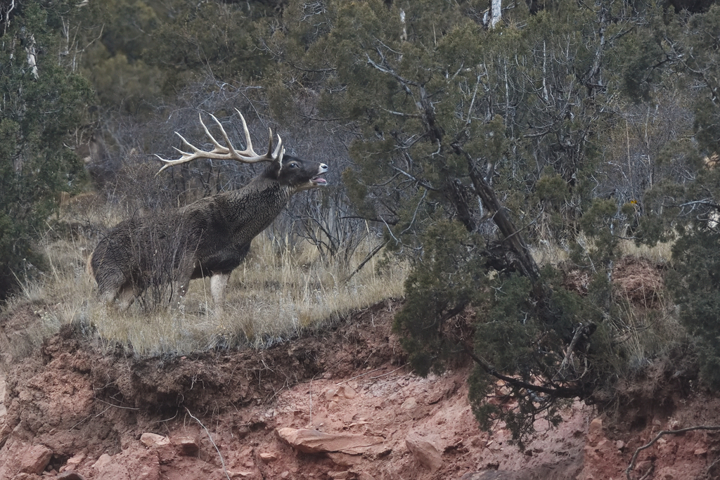 White-lipped Deer (Cervus albirostris) - Know Your Mammals