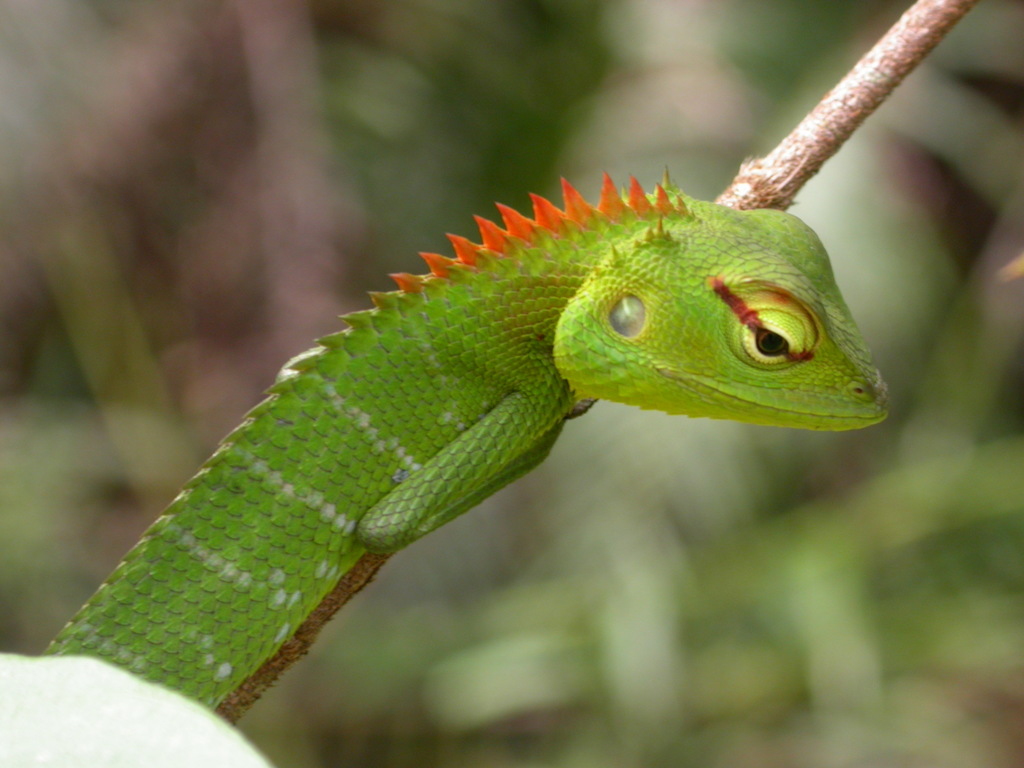 Common Green Forest Lizard (Calotes calotes) - Snakes and Lizards