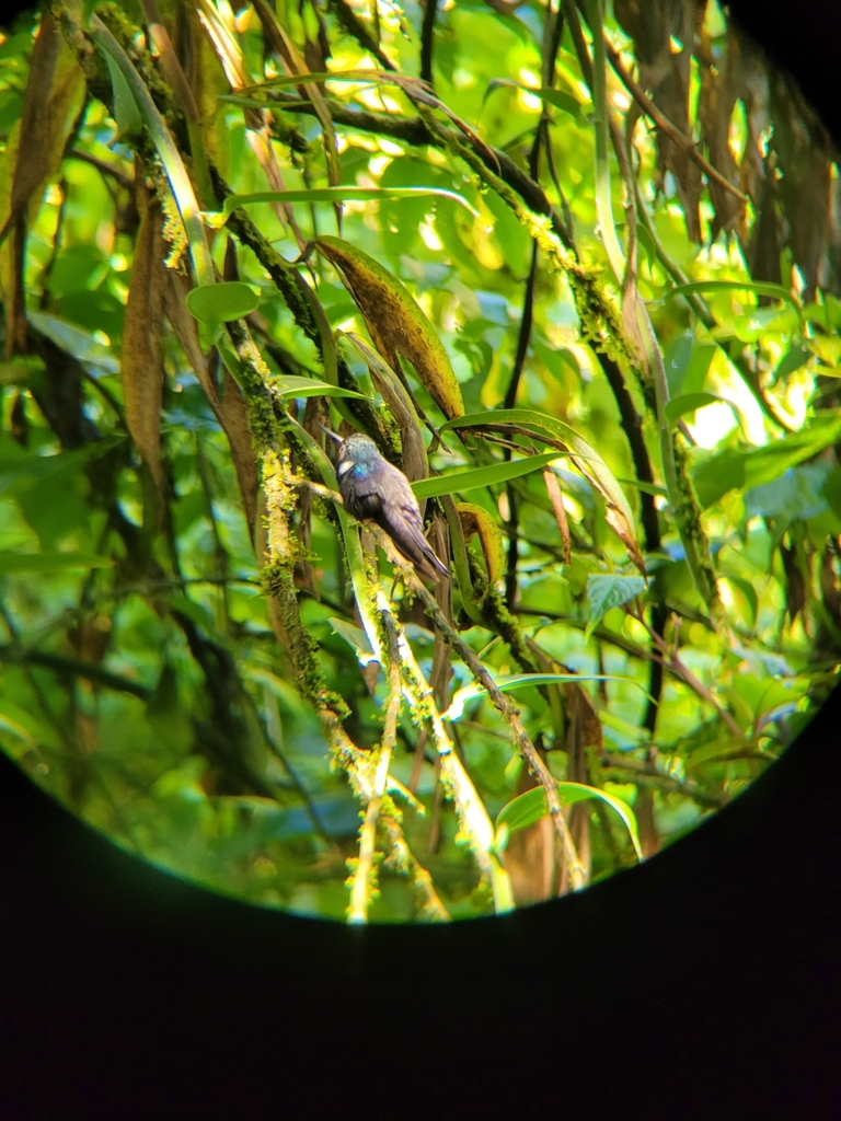 Black Inca in December 2021 by AwadNeme. Príncipe de Arcabuco · iNaturalist