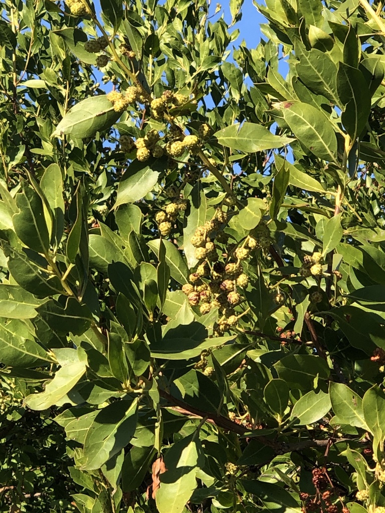 Green Buttonwood from Gulfside City Park, Sanibel, FL, US on December 7 ...