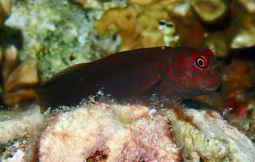 Filamentous Blenny (Cirripectes filamentosus) · iNaturalist United Kingdom