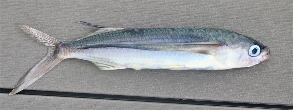 Two-wing flyingfishes (Exocoetus) - Marine Life Identification