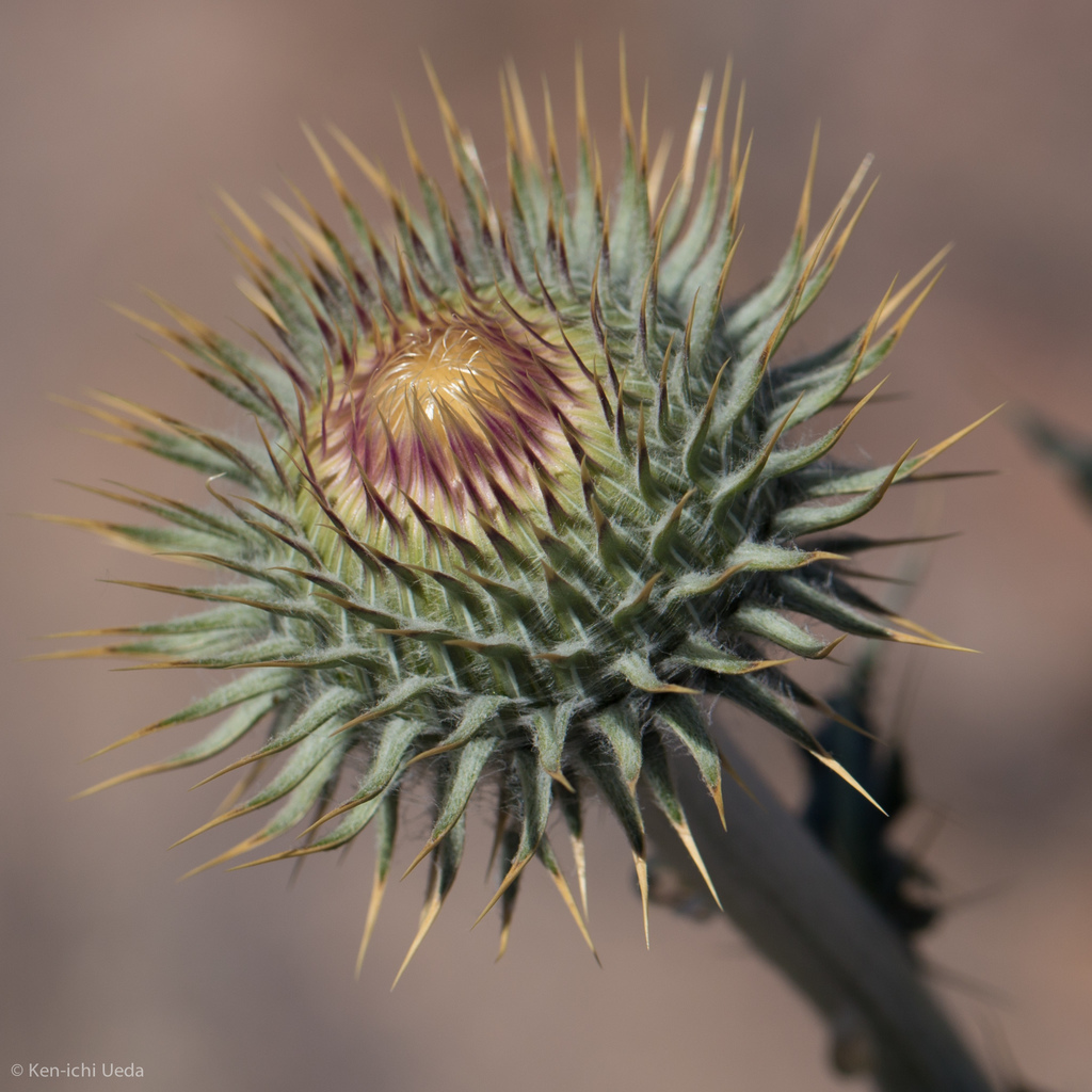 New Mexico thistle (Maricopa Native Seed Library) · iNaturalist