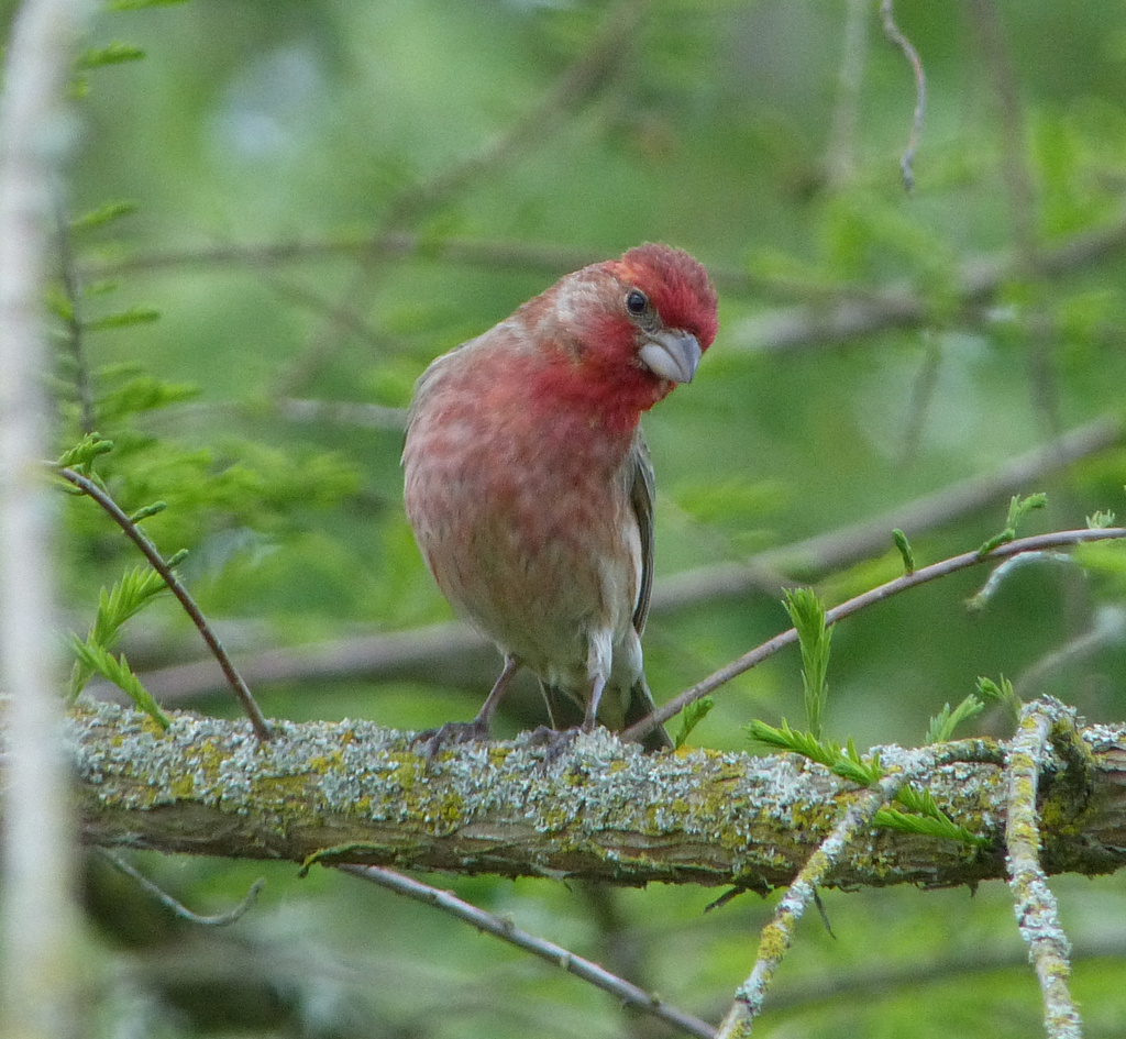 Northern House Finch from University District, Seattle, WA, USA on May ...