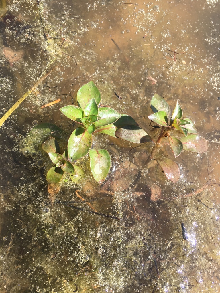 water primrose from 5201 Bowman Springs Rd, Arlington, TX, US on April ...