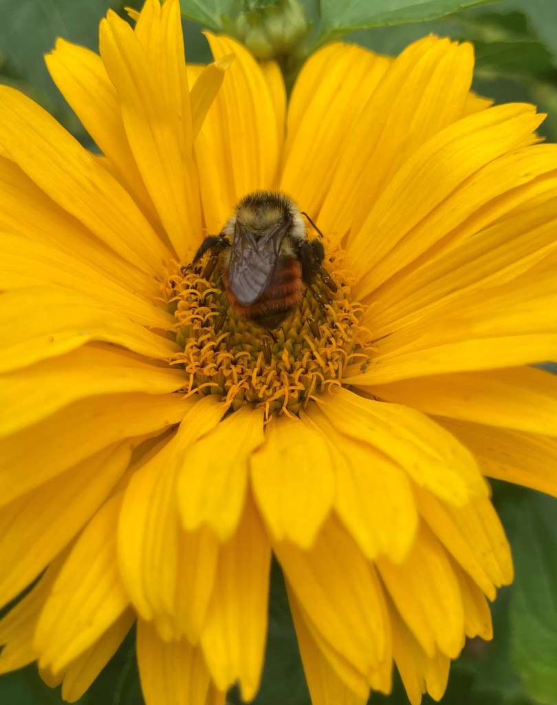 Red-belted Bumble Bee from Douglasdale, Calgary, AB T2Z, Canada on July ...