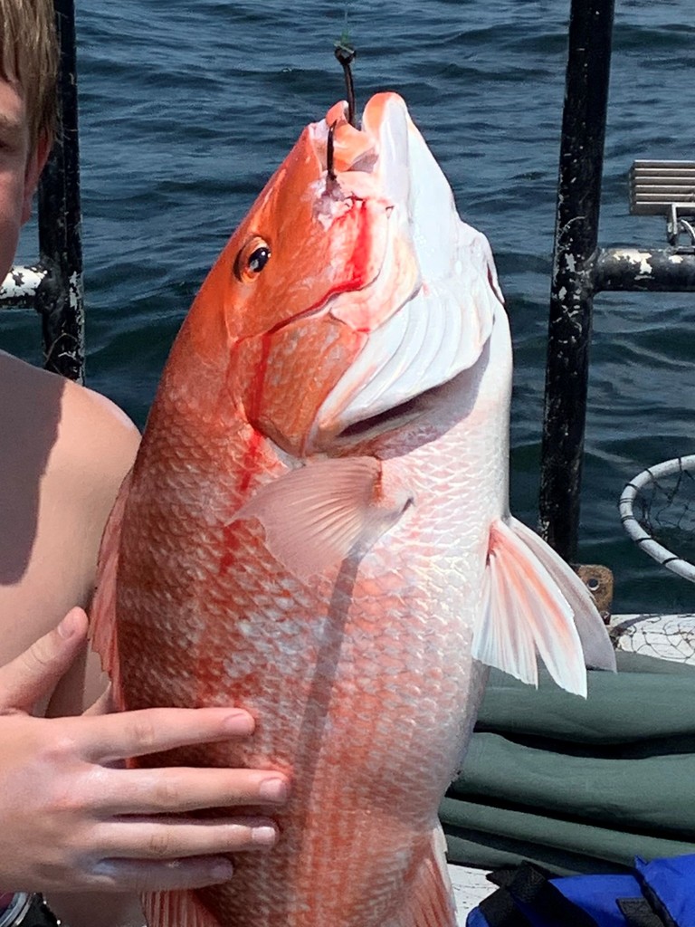 Northern Red Snapper in June 2021 by Michael Price · iNaturalist