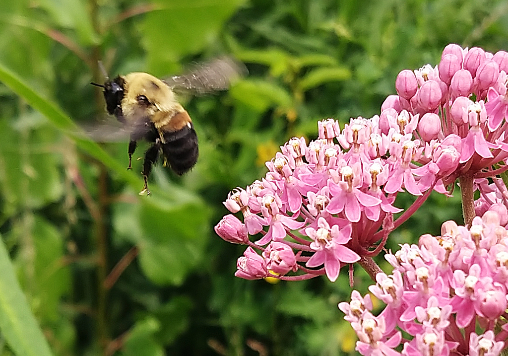 Brown-belted Bumble Bee from Golden Valley, MN, USA on July 28, 2021 at ...