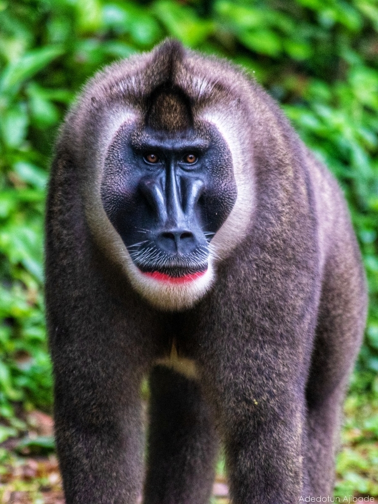 Drill (Mandrillus leucophaeus) - Know Your Mammals