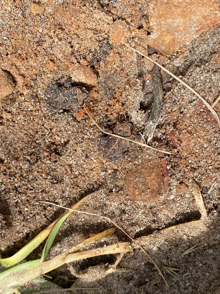 Western Leopard Toad from Pelikan Park, Grassy Park, WC, ZA on December ...