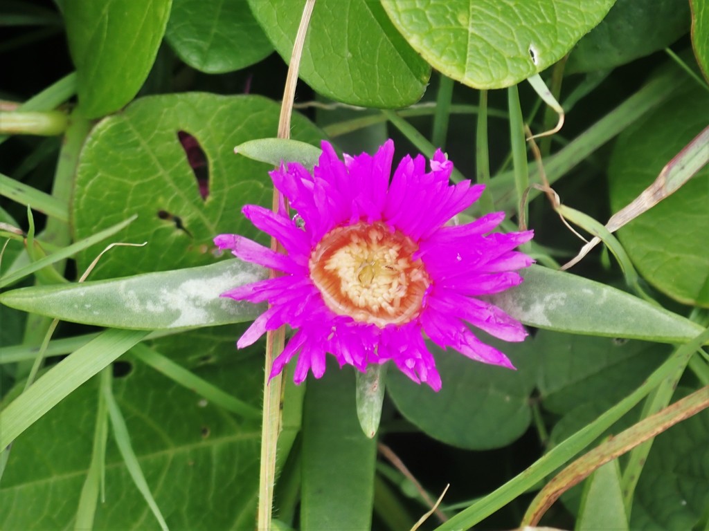 Angular Sea-fig from Iluka NSW 2466, Australia on December 06, 2021 at ...
