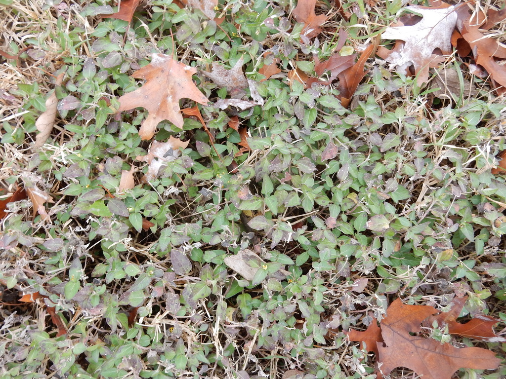 straggler daisy from Cedar Hill, TX, USA on December 04, 2021 at 01:47 ...