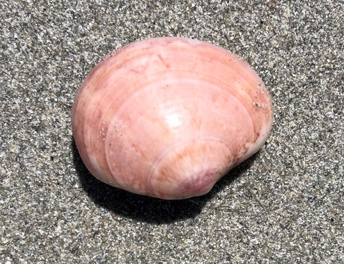 Sunetta vaginalis · iNaturalist