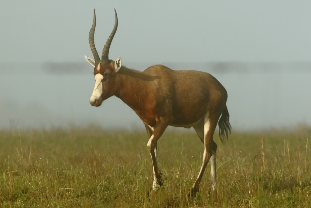 Blesbok (Damaliscus pygargus phillipsi) - Know Your Mammals