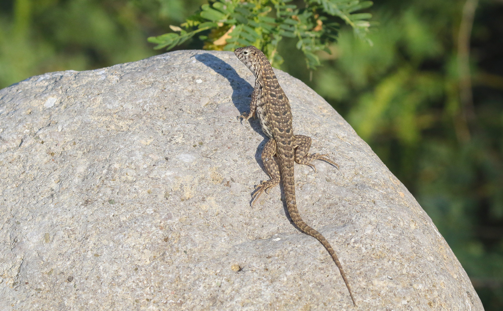 Hispaniolan Dune Curlytail Lizard from Bani, Dominican Republic on ...