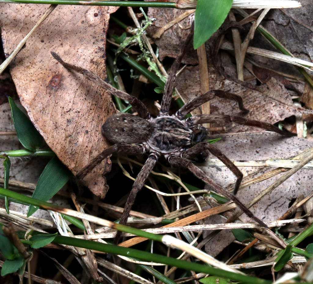 Little Tarantula in November 2021 by juliegraham173 · iNaturalist