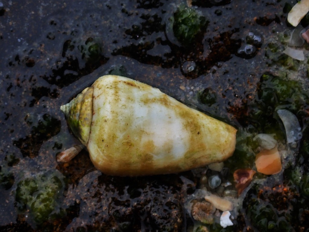 Strawberry Conch from Woody Head NSW 2466, Australia on December 06 ...