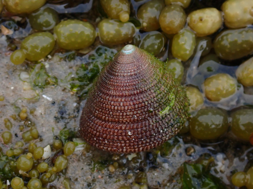 Clanculus maugeri from Woody Head NSW 2466, Australia on December 06, 2021 at 04:28 PM by Adrian ...
