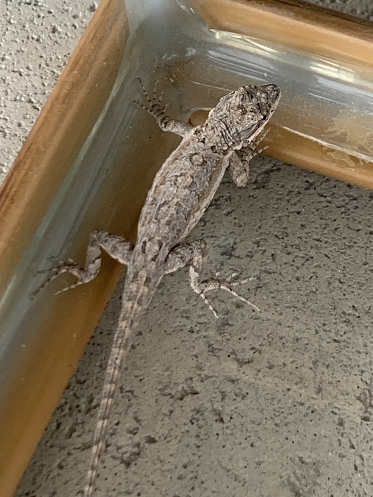 Ornate Tree Lizard from N 47th St, Paradise Valley, AZ, US on December ...
