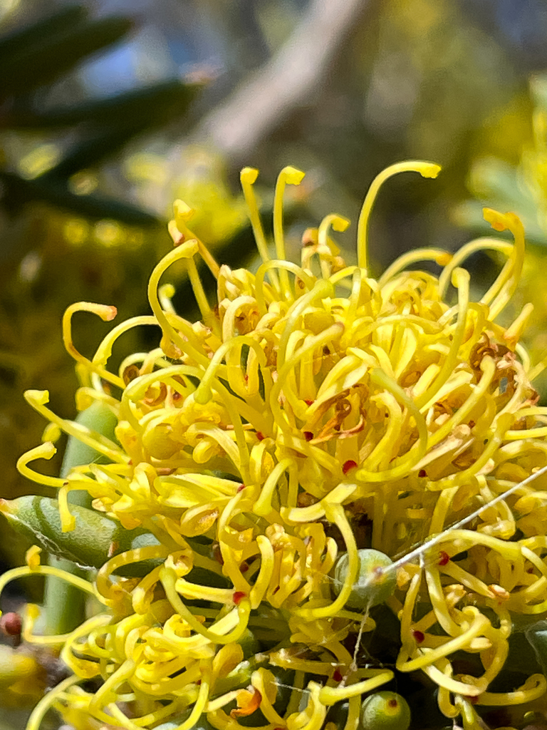 needle tree from Bokal WA 6392, Australia on December 7, 2021 at 09:45 ...