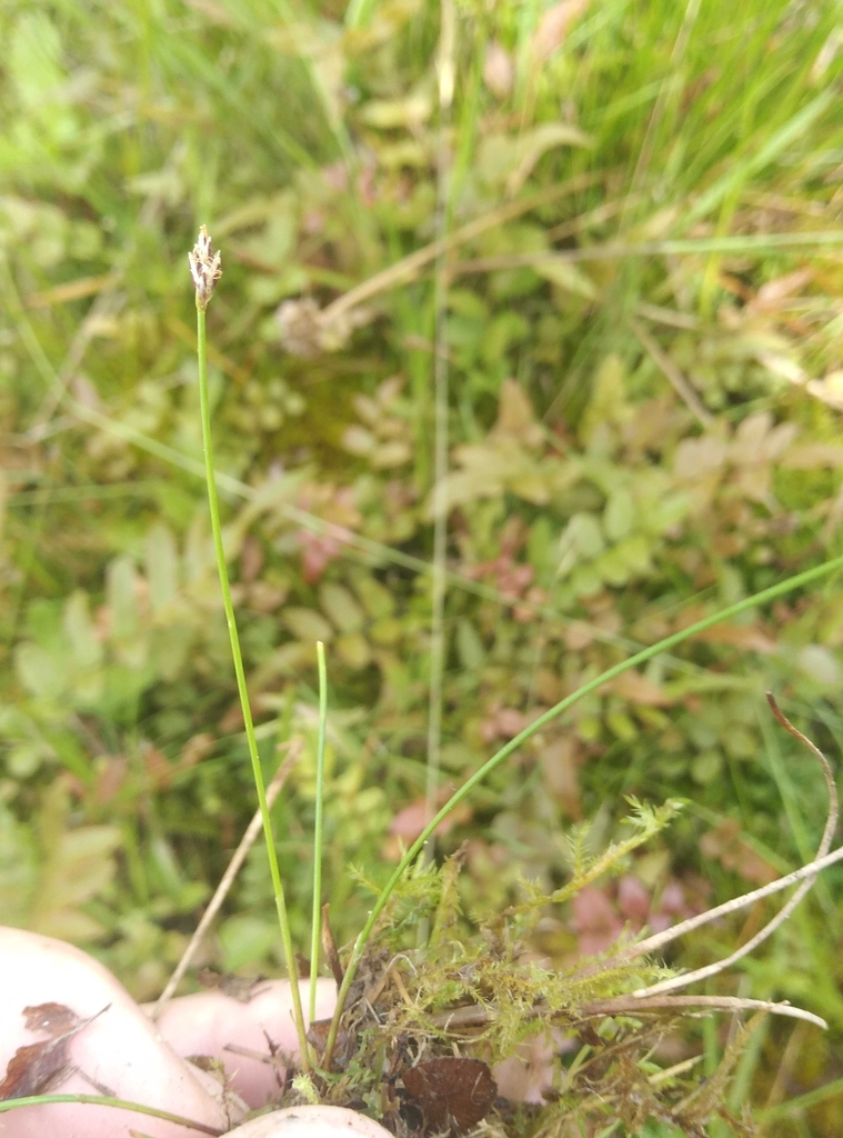 Slender Spike Sedge from Northwood, Christchurch, New Zealand on ...