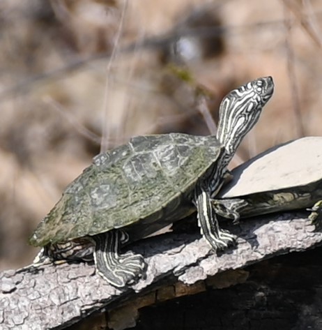 Cagle's Map Turtle in December 2021 by Michael Orgill · iNaturalist