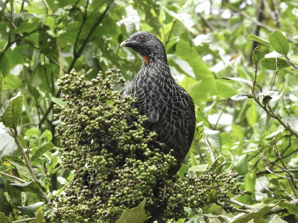 Andean Guan from Bogotá, D.C. , Cundinamarca, Colombia on 04 December ...