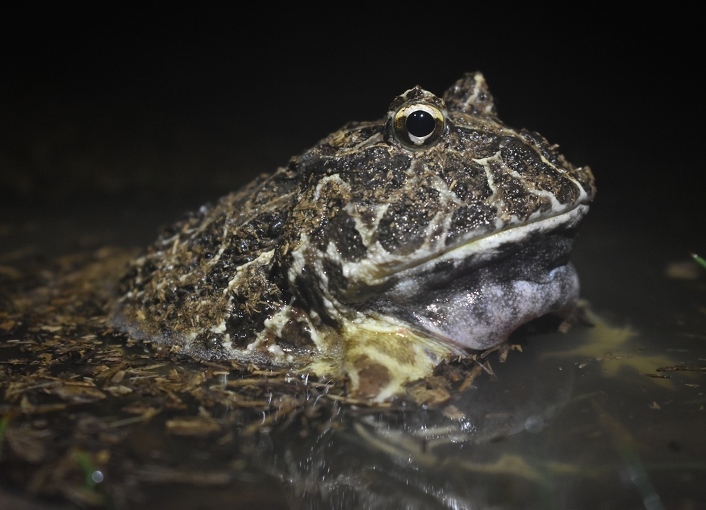 Chacoan Horned Frog from Santa Rosa, Mendoza, Argentina on December 03 ...