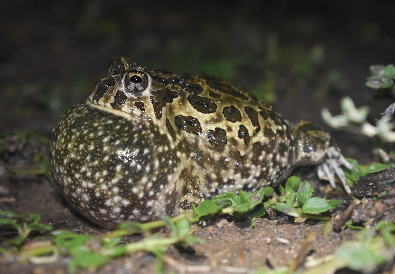 Odontophrynus americanus (Duméril & Bibron, 1841)
