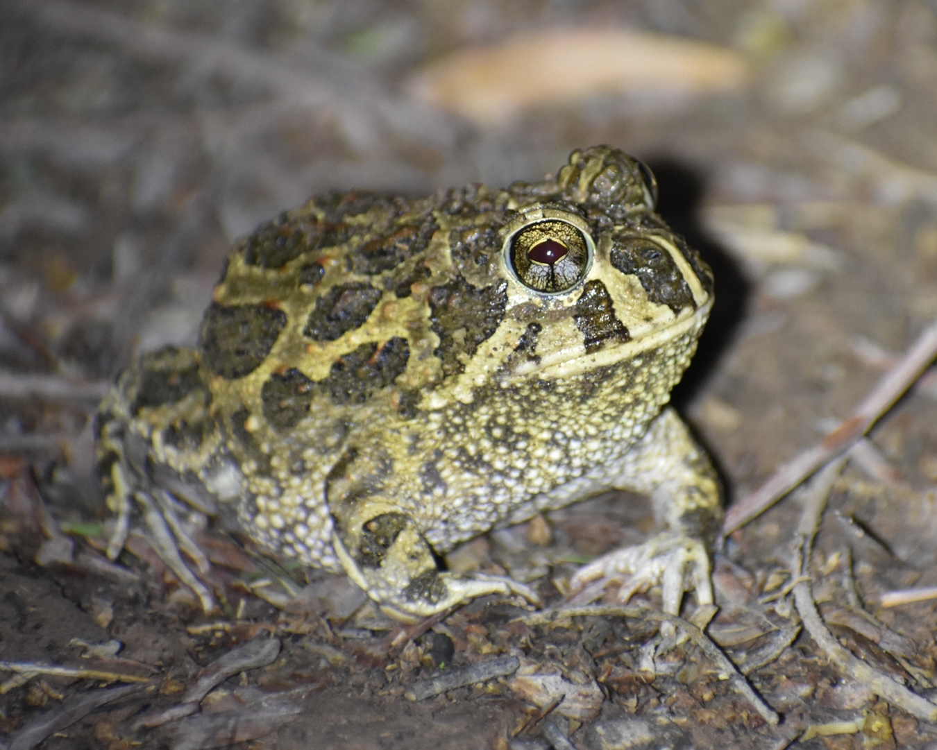 Odontophrynus americanus (Duméril & Bibron, 1841)
