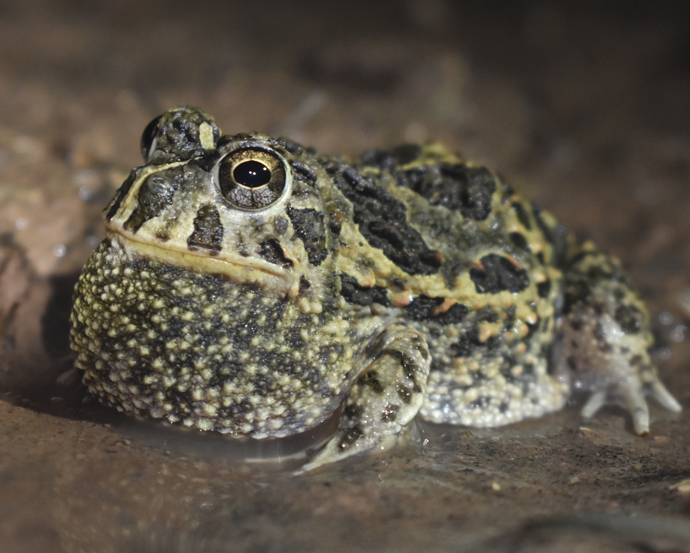 Odontophrynus americanus (Duméril & Bibron, 1841)
