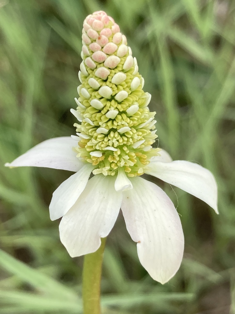 Yerba Mansa from Baseline Rd, Lafayette, CO, US on June 24, 2021 at 09: ...