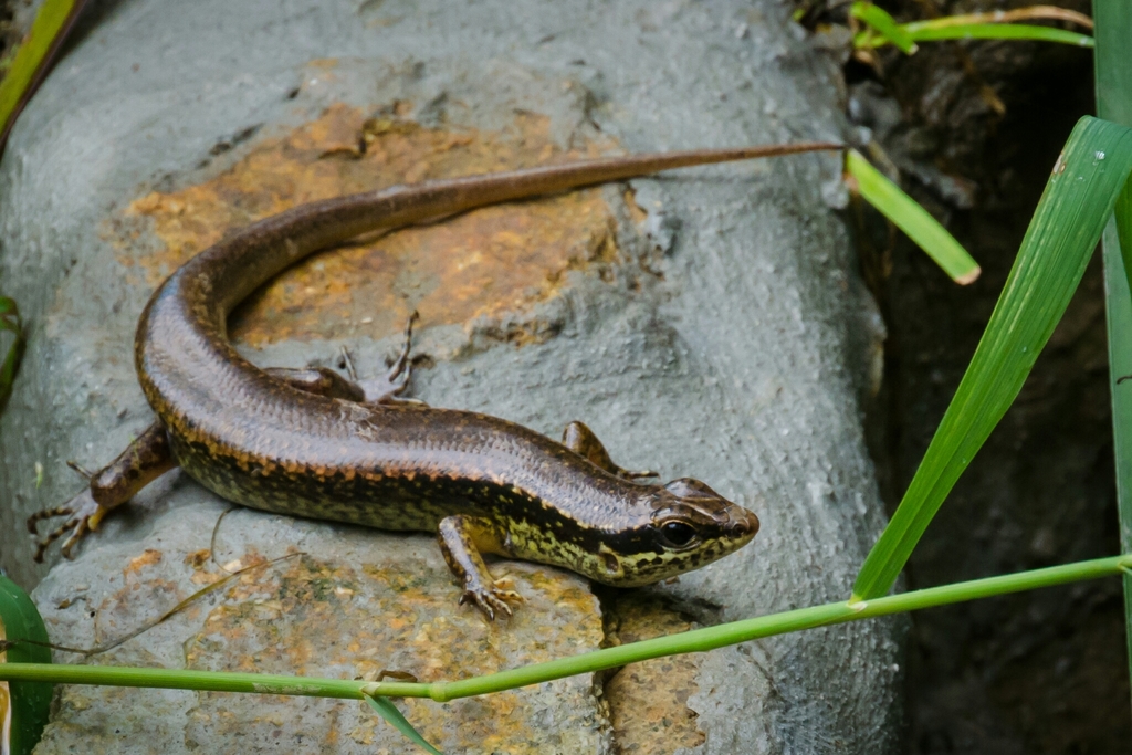Sphenomorphus incognitus (Lizards of China) · iNaturalist