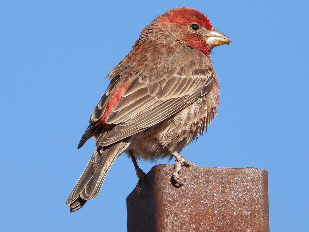 House Finch from Zacatecas, Zac., México on April 24, 2021 at 09:48 AM ...