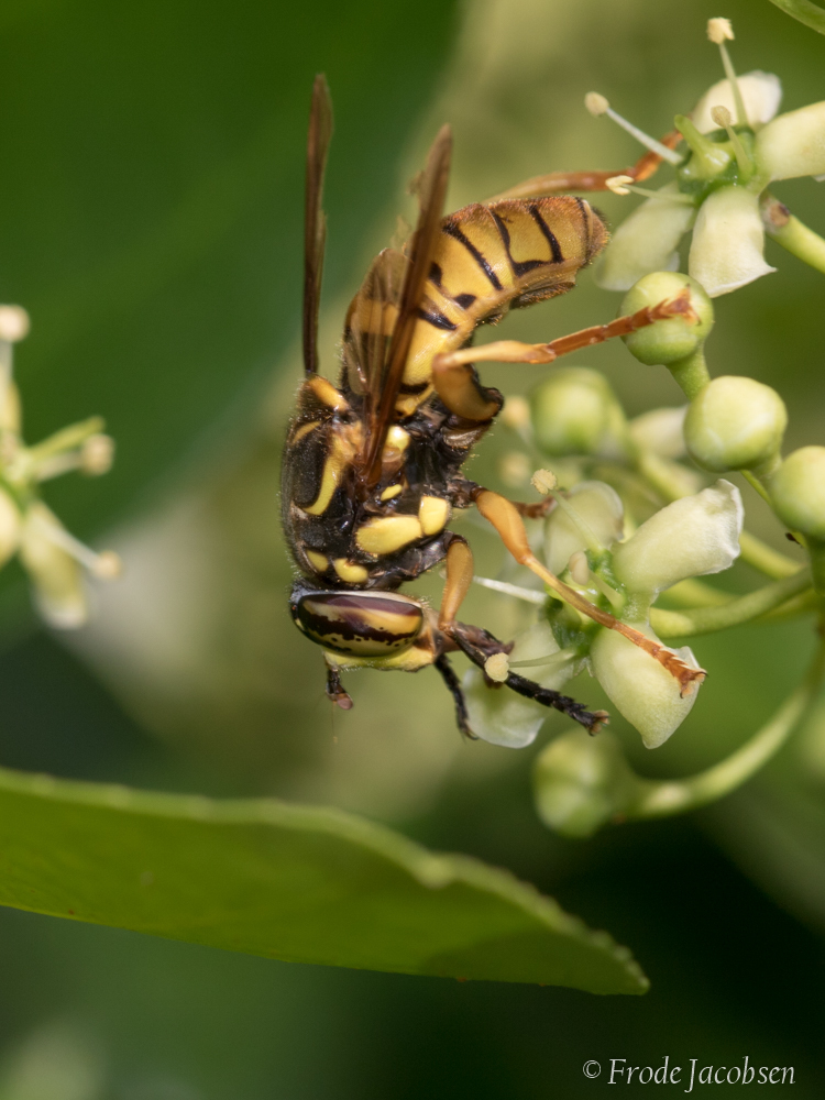 Broad-banded Hornet Fly from Parkview Trail, MD, USA on July 10, 2021 ...