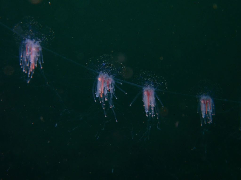 Apolemia from San Pedro Channel, CA, US on November 23, 2021 at 10:47 ...